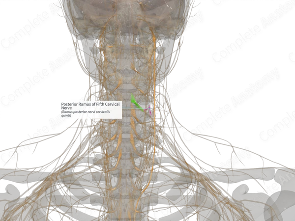 Posterior Ramus of Fifth Cervical Nerve (Left) | Complete Anatomy