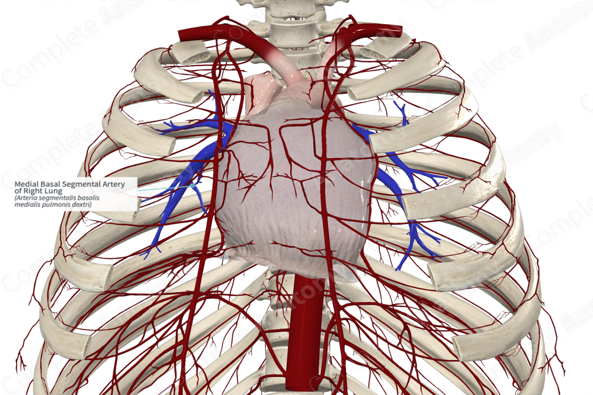 Medial Basal Segmental Artery Of Right Lung Complete Anatomy