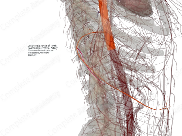 Collateral Branch of Tenth Posterior Intercostal Artery (Right ...