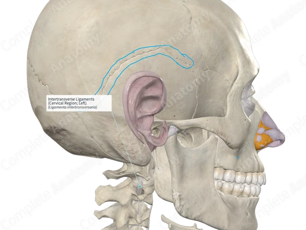 Intertransverse Ligaments (Cervical Region; Right) | Complete Anatomy