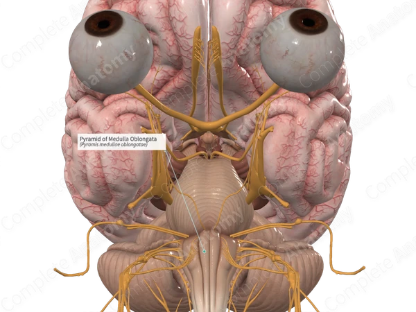 Pyramid of Medulla Oblongata | Complete Anatomy
