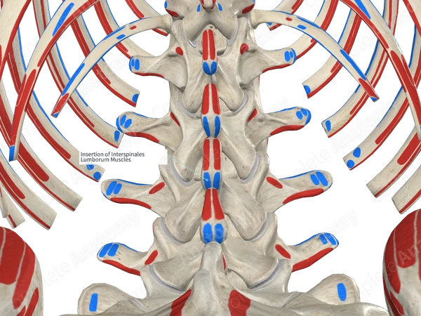 Insertion of Interspinales Lumborum Muscles | Complete Anatomy