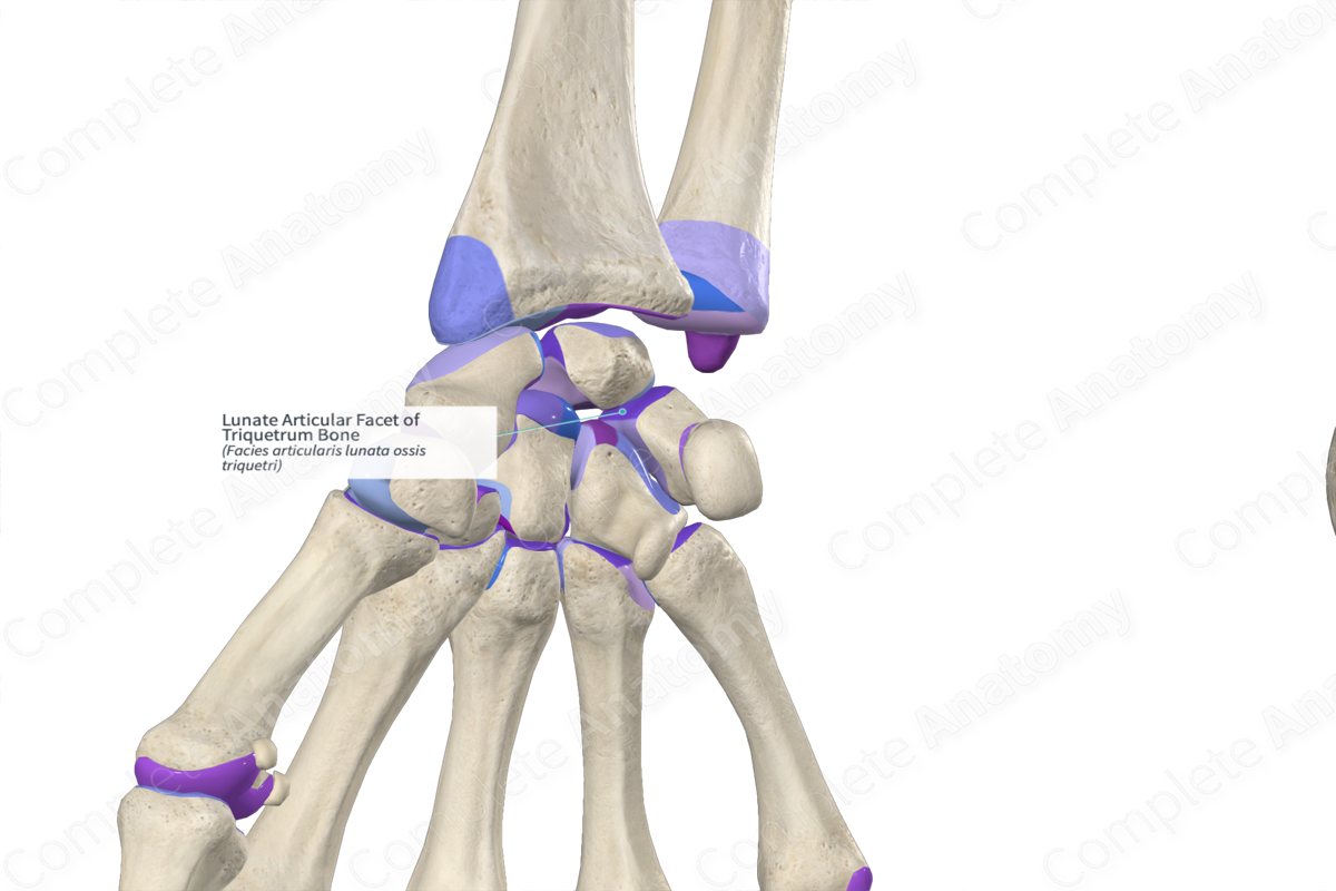 Lunate Articular Facet of Triquetrum Bone | Complete Anatomy