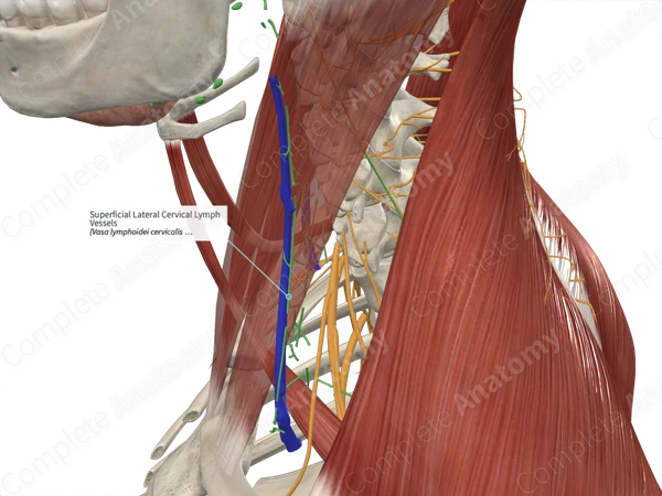 Superficial Lateral Cervical Lymph Vessels | Complete Anatomy