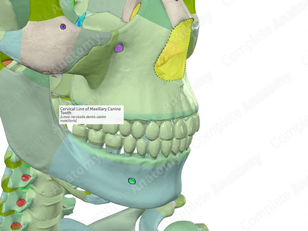Cervical Line of Maxillary Canine Tooth | Complete Anatomy