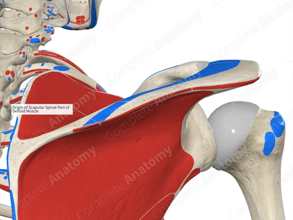 Origin of Scapular Spinal Part of Deltoid Muscle | Complete Anatomy