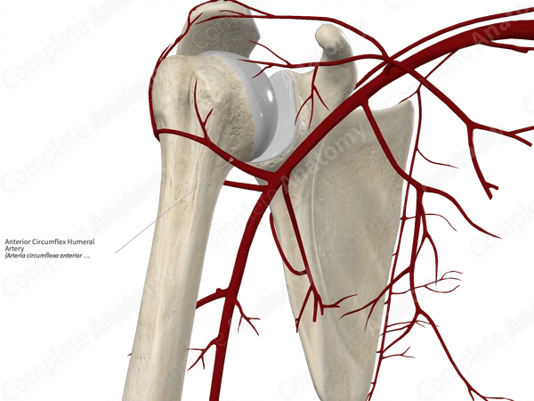 Anterior Circumflex Humeral Artery | Complete Anatomy