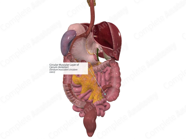Circular Muscular Layer of Cecum (Anterior) | Complete Anatomy