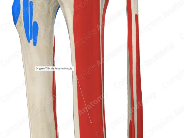 Origin of Tibialis Anterior Muscle | Complete Anatomy