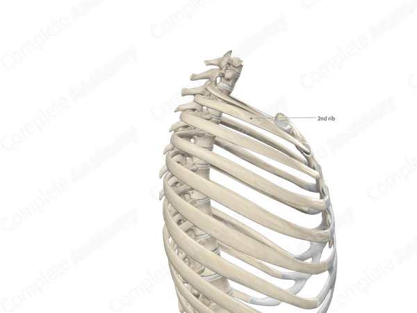 Second Rib | Complete Anatomy
