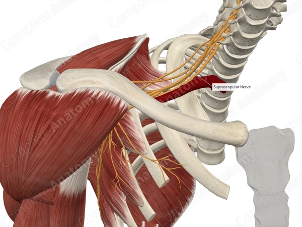 Suprascapular Nerve | Complete Anatomy
