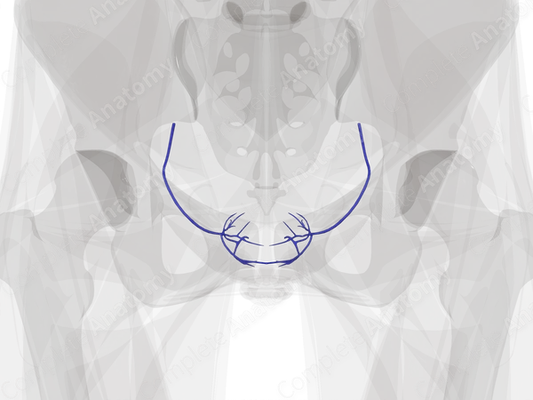Vesical Veins | Complete Anatomy