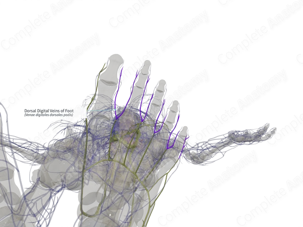 Dorsal Digital Veins of Foot (Left) | Complete Anatomy
