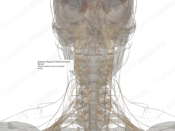 Anterior Root of Third Cervical Nerve (Left) | Complete Anatomy