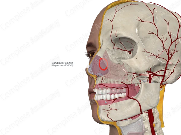 Mandibular Gingiva | Complete Anatomy