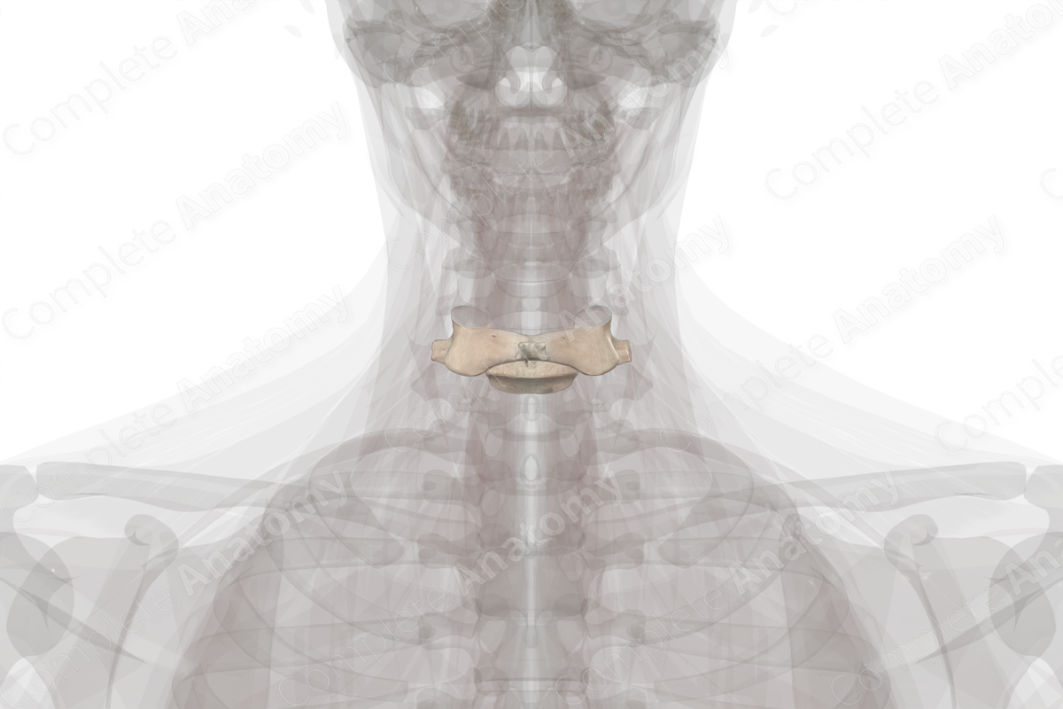 Sixth Cervical Vertebra | Complete Anatomy