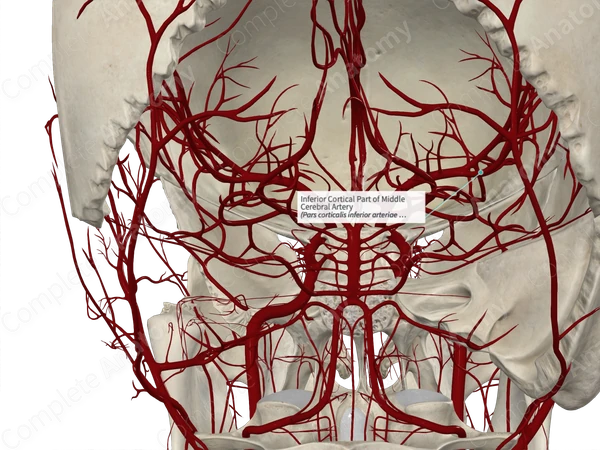 Inferior Cortical Part of Middle Cerebral Artery | Complete Anatomy