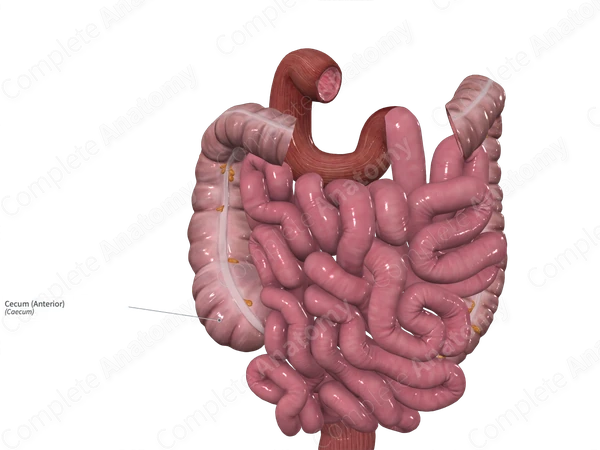 Cecum (Anterior) | Complete Anatomy