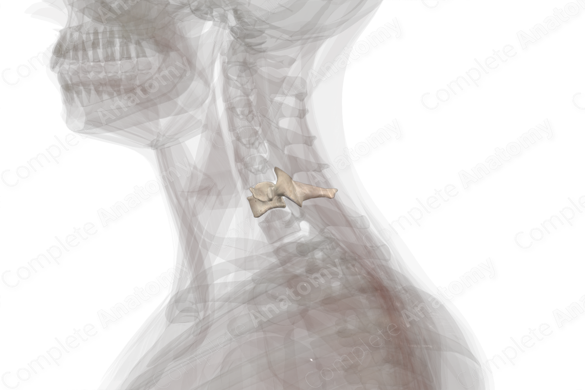 Sixth Cervical Vertebra | Complete Anatomy