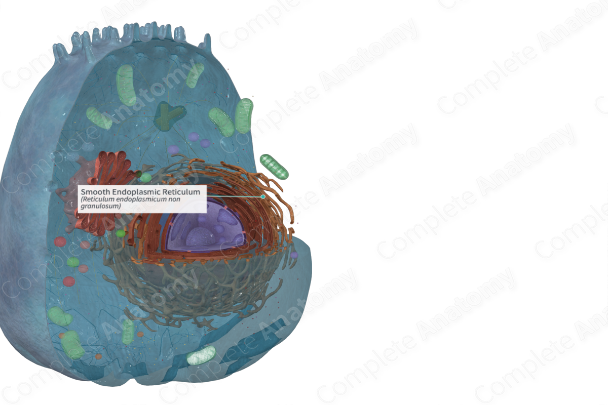Smooth Endoplasmic Reticulum | Complete Anatomy