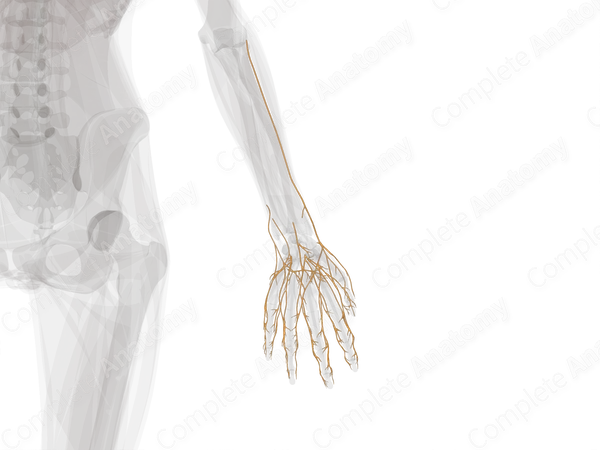 Nerves of Hand (Left) | Complete Anatomy