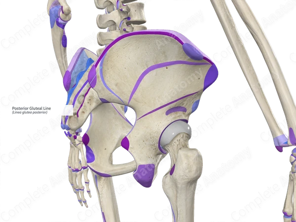Posterior Gluteal Line | Complete Anatomy