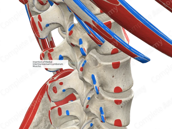 Insertion of Medial Intertransversarii Lumborum Muscles | Complete Anatomy