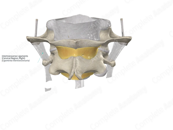 Transverse Ligament Cervical Spine
