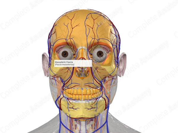 Masseteric Fascia | Complete Anatomy