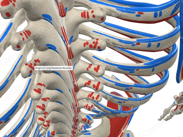 Origin of Long Rotatores Muscles | Complete Anatomy