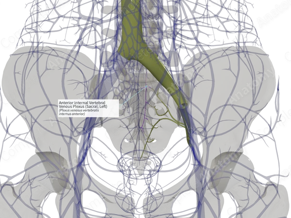 Anterior Internal Vertebral Venous Plexus (Sacral; Left) | Complete Anatomy
