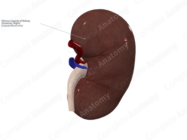 Fibrous Capsule of Kidney (Posterior; Right) | Complete Anatomy