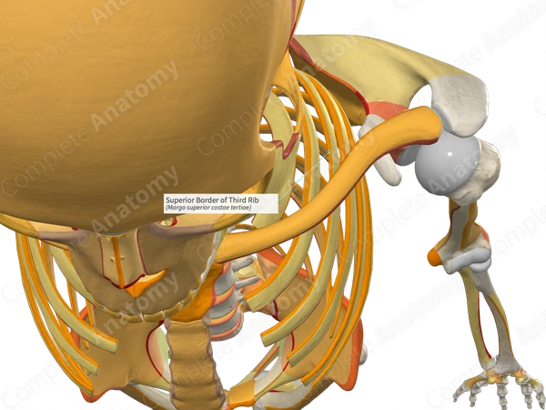 Superior Border of Third Rib | Complete Anatomy
