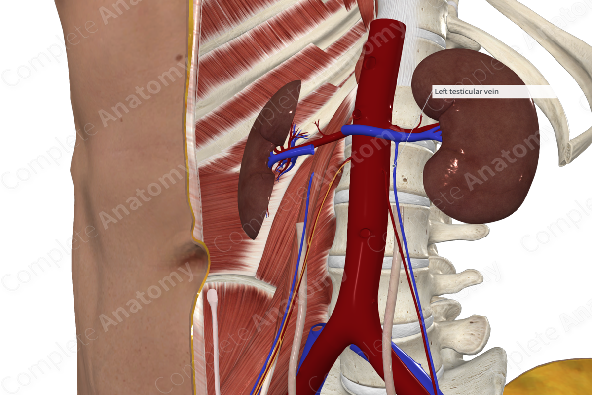Left Testicular Vein Complete Anatomy