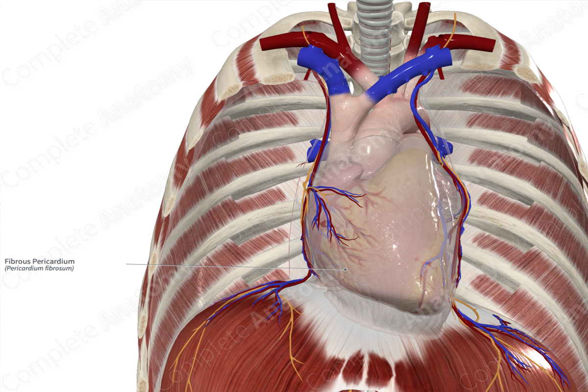 Fibrous Pericardium | Complete Anatomy