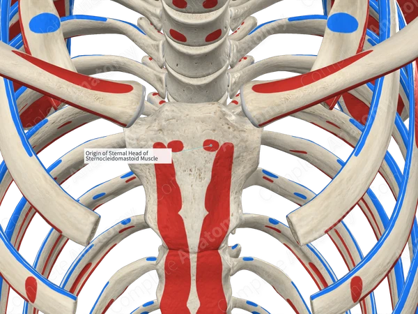 Origin of Sternal Head of Sternocleidomastoid Muscle | Complete Anatomy