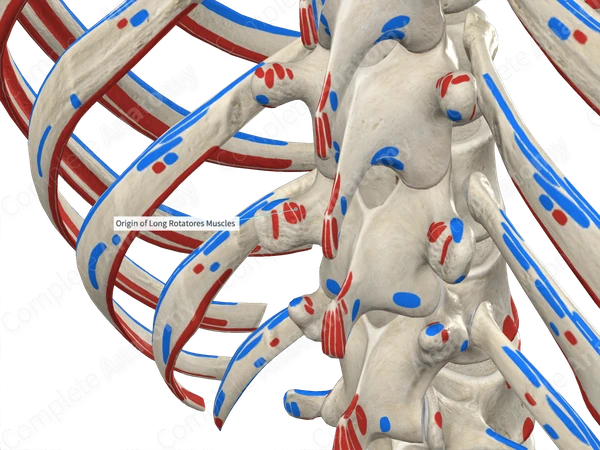Origin of Long Rotatores Muscles | Complete Anatomy