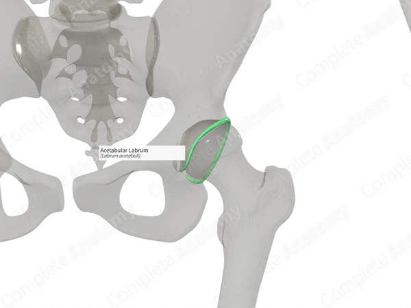 Acetabular Labrum (Right) | Complete Anatomy