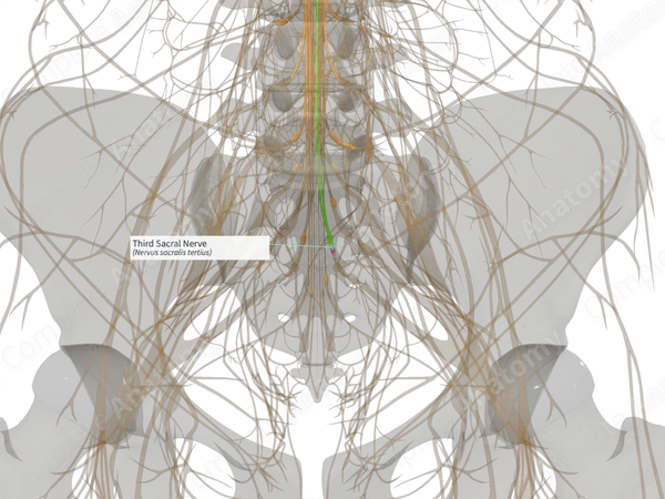 Third Sacral Nerve (Right) | Complete Anatomy