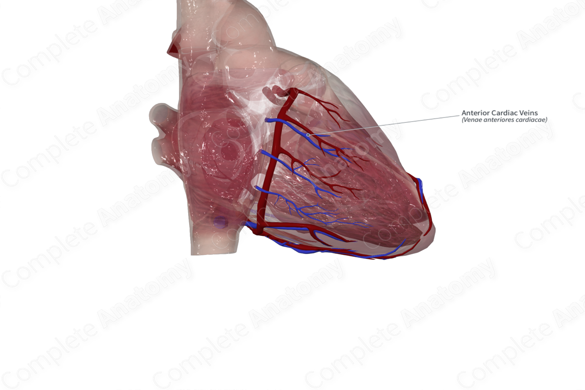Anterior Cardiac Veins Complete Anatomy