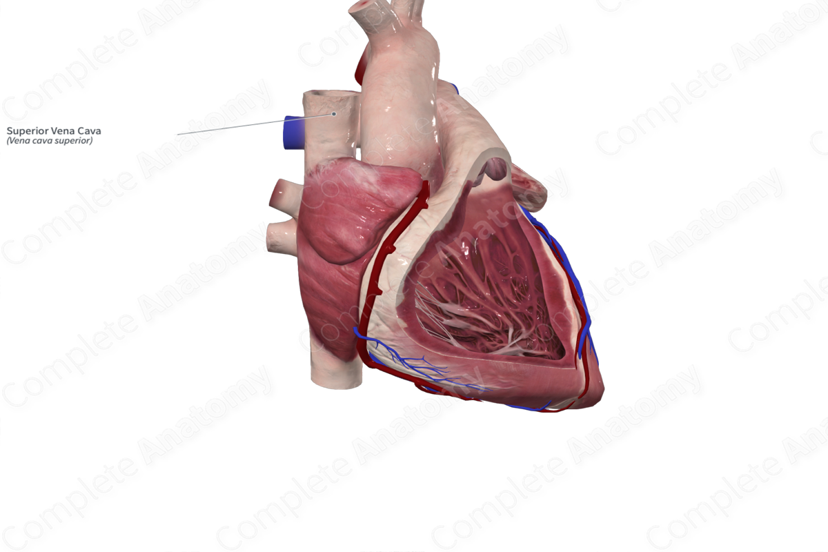 Superior Vena Cava | Complete Anatomy