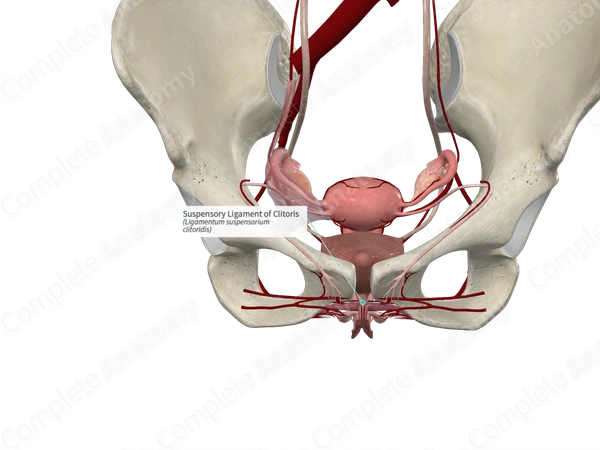 Suspensory Ligament of Clitoris | Complete Anatomy