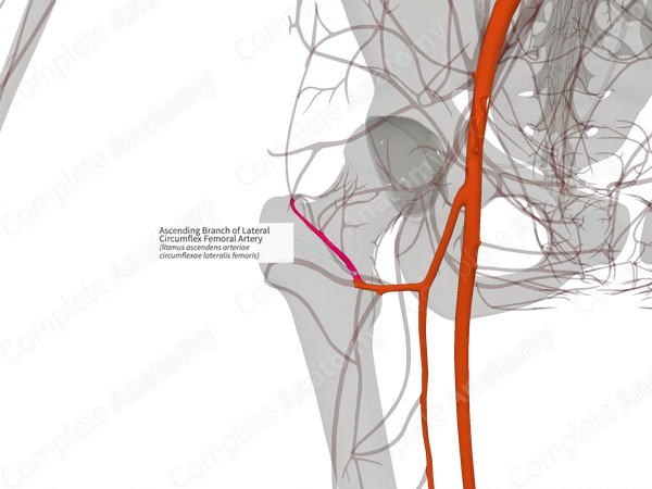 Ascending Branch of Lateral Circumflex Femoral Artery (Left) | Complete ...