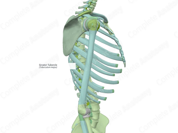 Greater Tubercle | Complete Anatomy