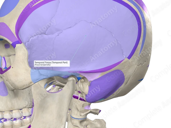 Temporal Fossa (Temporal Part) | Complete Anatomy