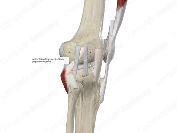Anterolateral Ligament of Knee | Complete Anatomy
