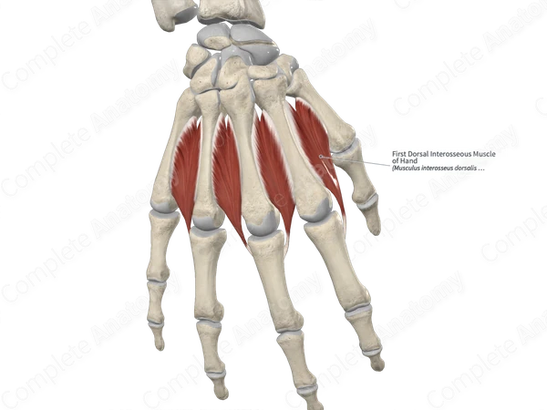 First Dorsal Interosseous Muscle of Hand | Complete Anatomy