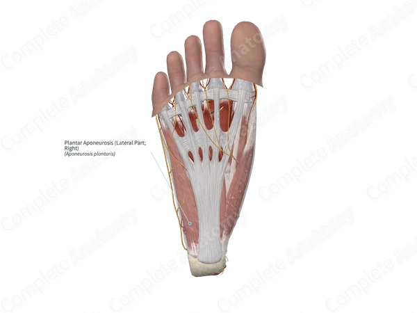 Plantar Aponeurosis (Lateral Part; Right) | Complete Anatomy