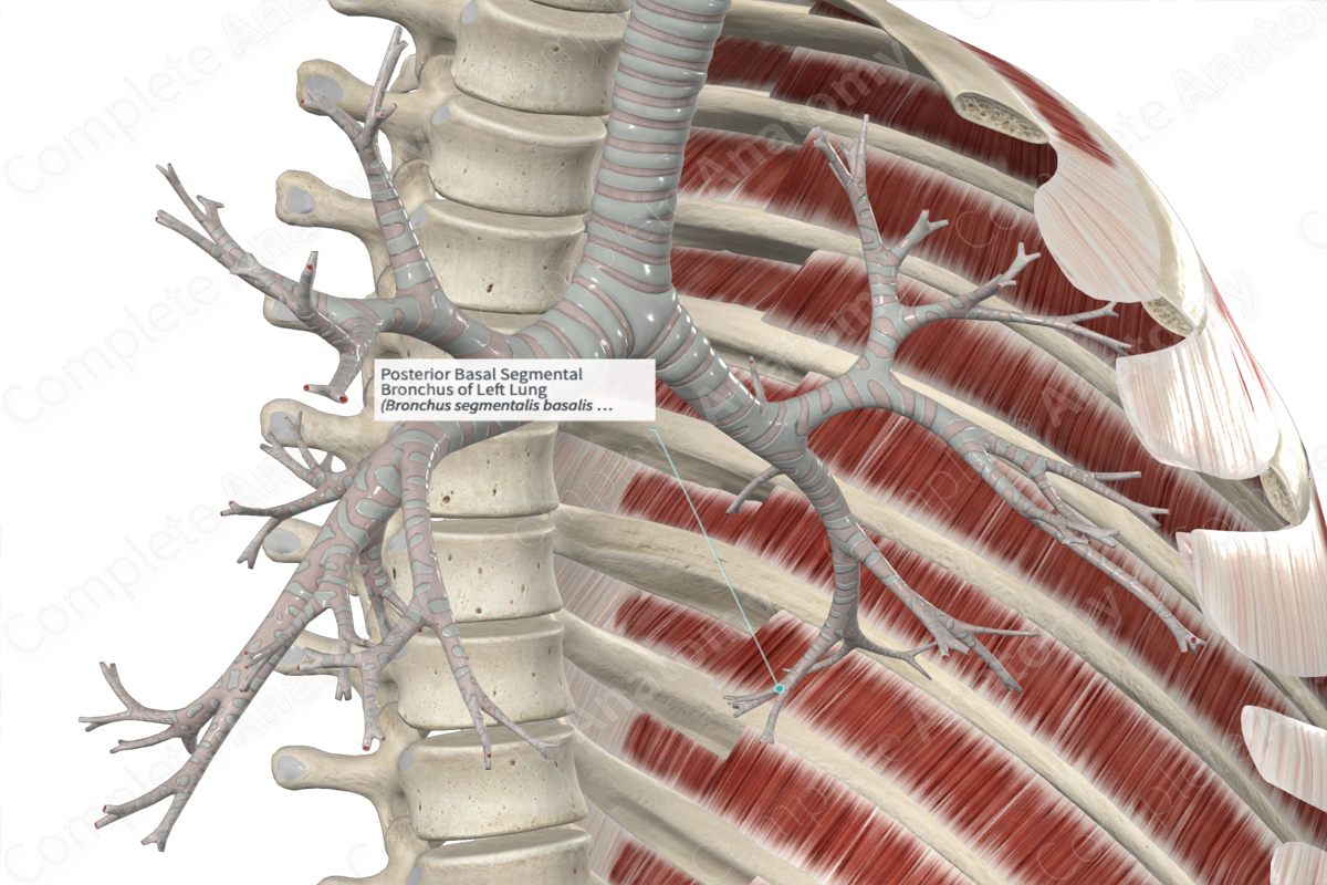 Posterior Basal Segmental Bronchus Of Left Lung Complete Anatomy