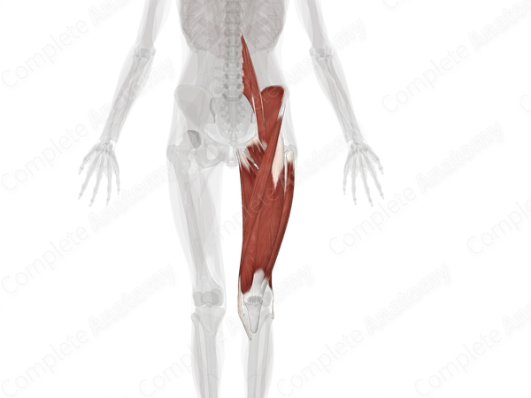Muscles of Thigh (Left) | Complete Anatomy